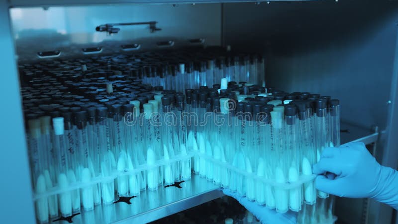 A Laboratory Employee Takes Test Tubes with Samples. Stock Footage ...