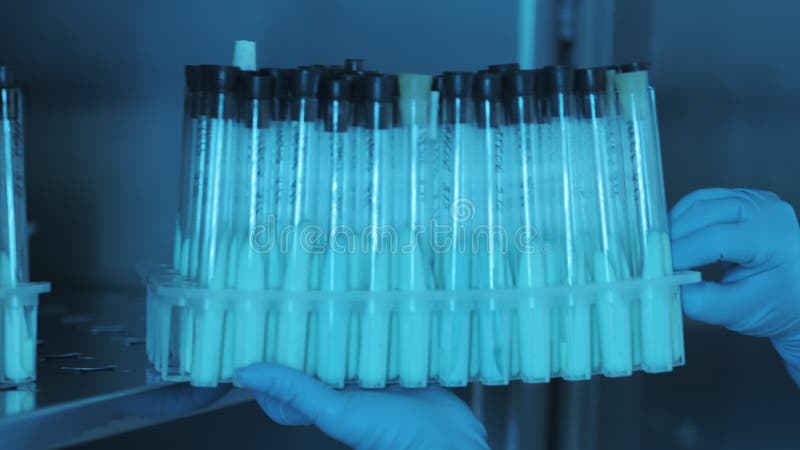 A Laboratory Employee Takes Test Tubes with Samples. Stock Footage ...