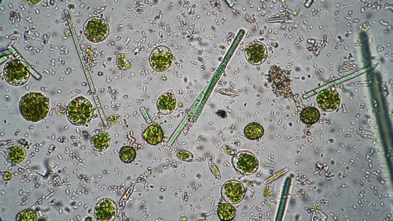 In Scientific Laboratory Large Number of Different Microbes Moving are ...