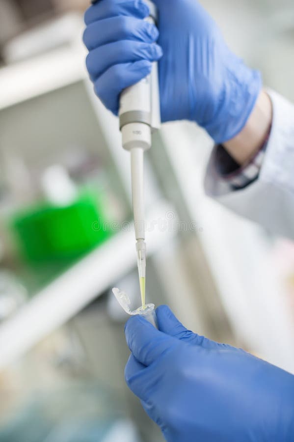 Technician Pipetting Plate Multiwell in the Laboratory Stock Image ...