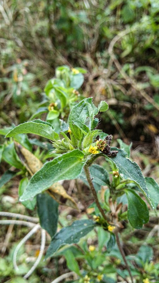 Acanthospermum hispidum stock photo. Image of tree, evergreen - 277767784