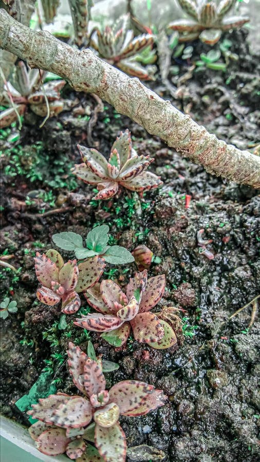 The Scientific Name of this Plants is Kalanchoe Marmorata Stock Photo ...