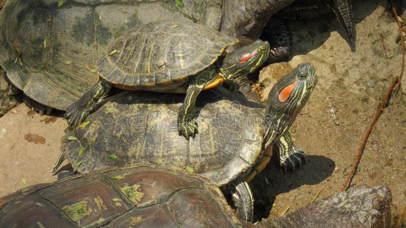 Red Eared Slider Turtles Riding Shotgun, Hartbeespoort, North West ...