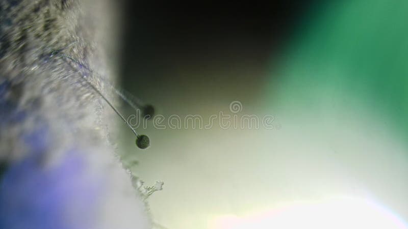 Structure of a White Mold Fungus Under a Microscope with Spores. the ...