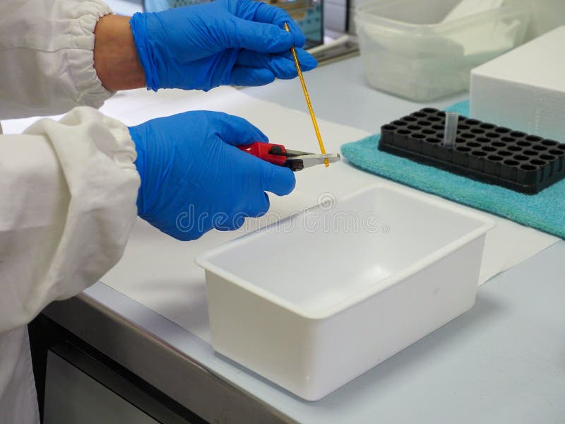 Researcher Wearing Security Gloves at the Lab Stock Image - Image of ...