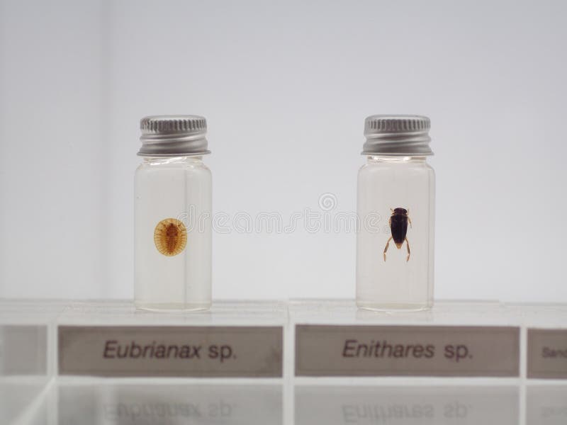 1,109 Museum Specimen Collection Stock Photos - Free & Royalty-Free ...