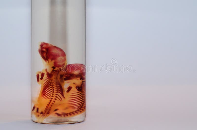 Mice Embryos in Scientific Vial for Research Stock Photo - Image of ...