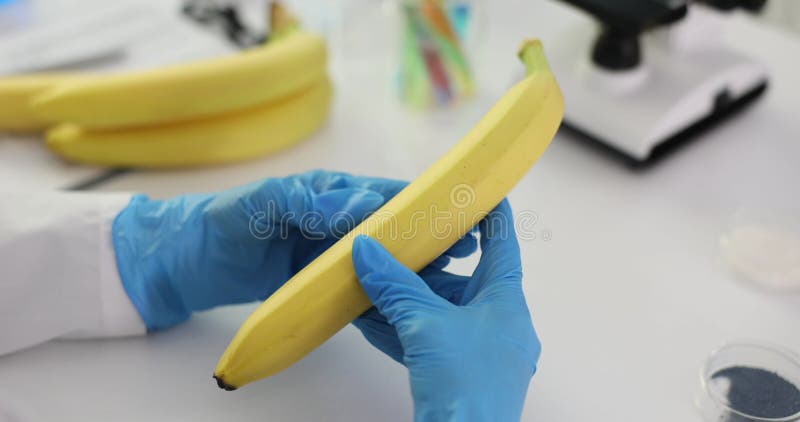 Scientist Agronomist Examines Banana in a Laboratory Stock Video ...