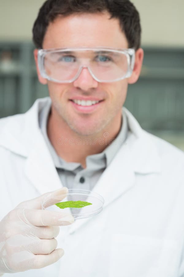 Scientist Analyzing a Leaf at the Lab Stock Image - Image of focus ...