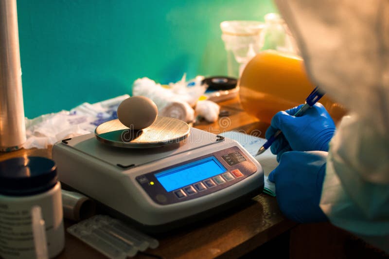 Scientist Weighs an Egg on a Scale Stock Image - Image of doctor ...