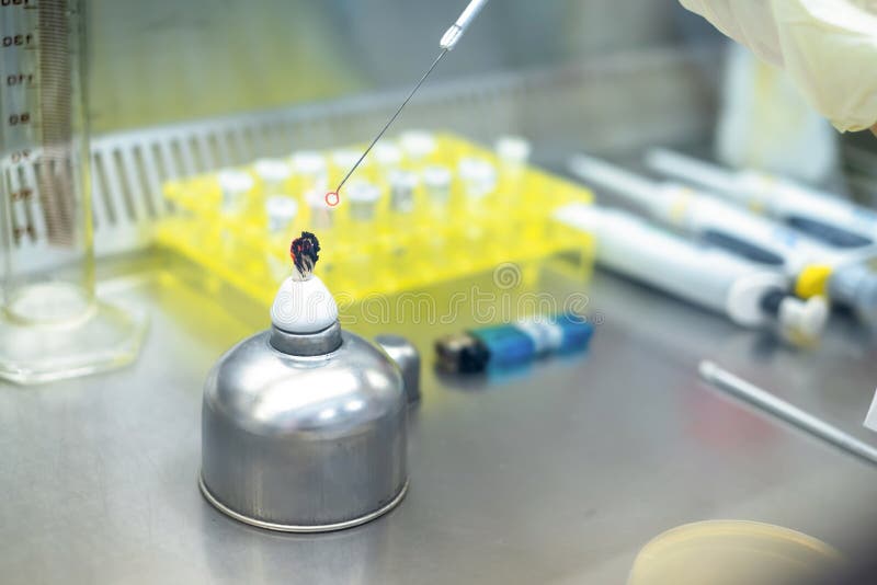 Inoculation of Bacteria Sample into Petri Dish Stock Image - Image of ...