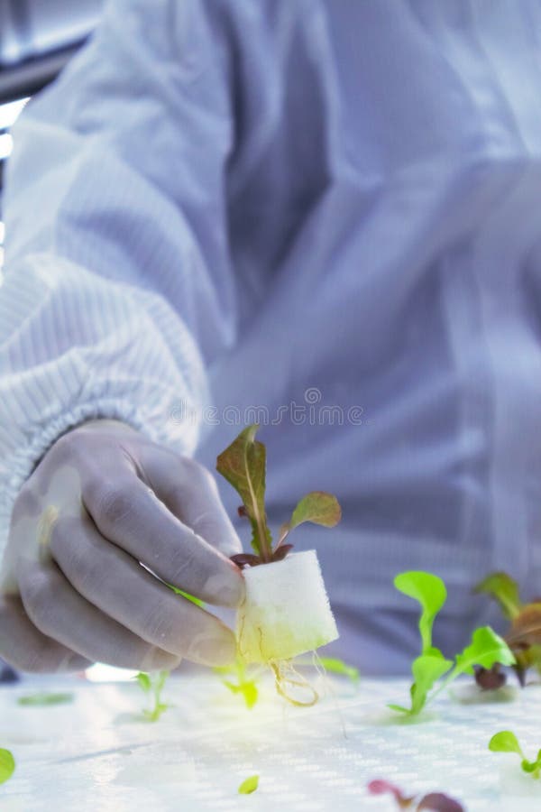 Scientist in Clean Suit Examining Green Oak Lettuce Hydroponic Stock ...