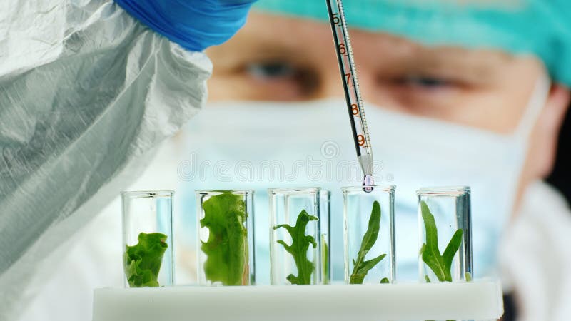 Scientist Conducts Research with Plants in Lab Stock Photo - Image of ...