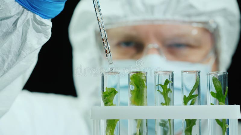 Portrait of a Scientist Working with Plant Samples in the Lab Stock ...