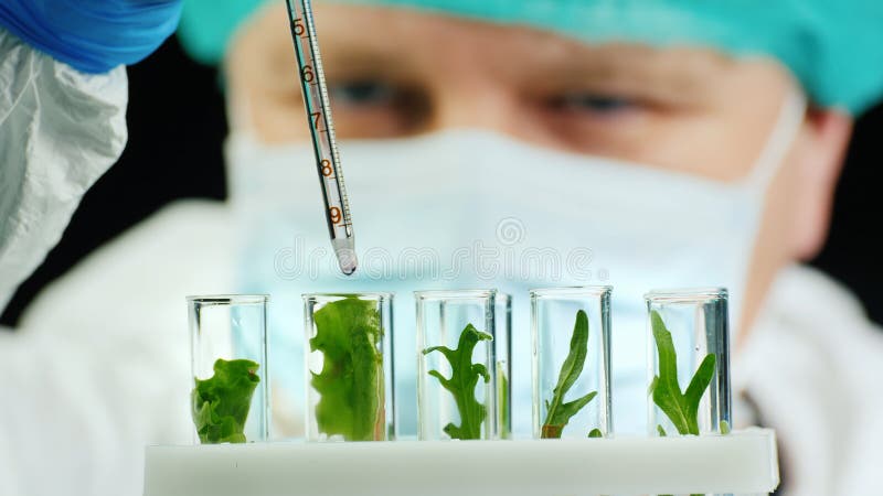 Portrait of a Scientist Working with Plant Samples in the Lab Stock ...