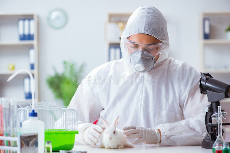 The Scientist Doing Animal Experiment in Lab with Rabbit Stock Image ...