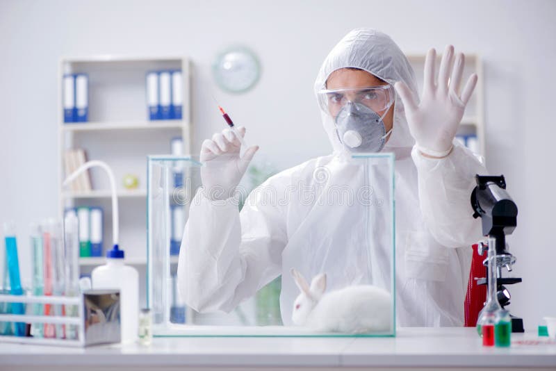 The Scientist Doing Animal Experiment in Lab with Rabbit Stock Photo ...