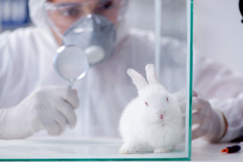 The Scientist Doing Animal Experiment in Lab with Rabbit Stock Image ...