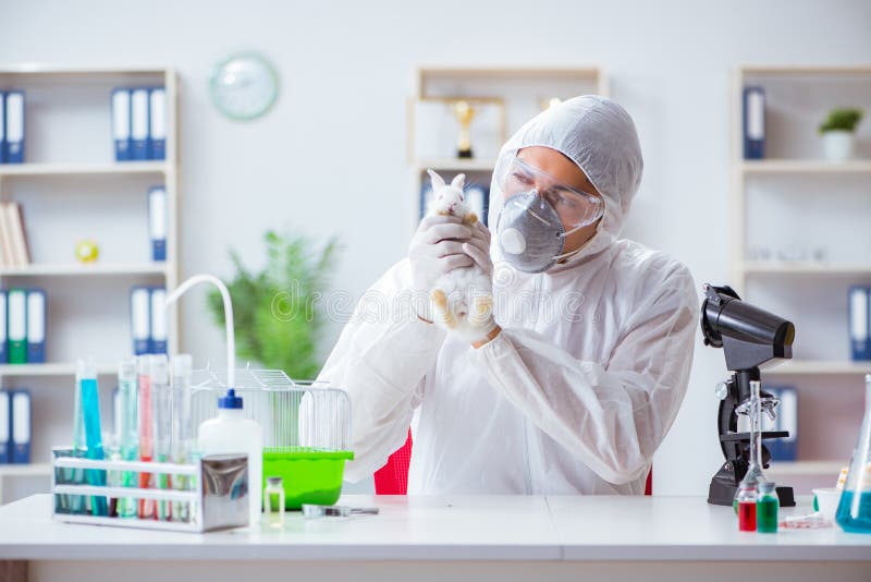 The Scientist Doing Animal Experiment in Lab with Rabbit Stock Photo ...
