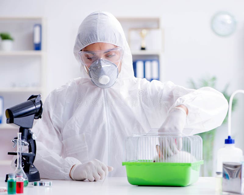 Scientist Doing Animal Experiment in Lab with Rabbit Stock Image ...