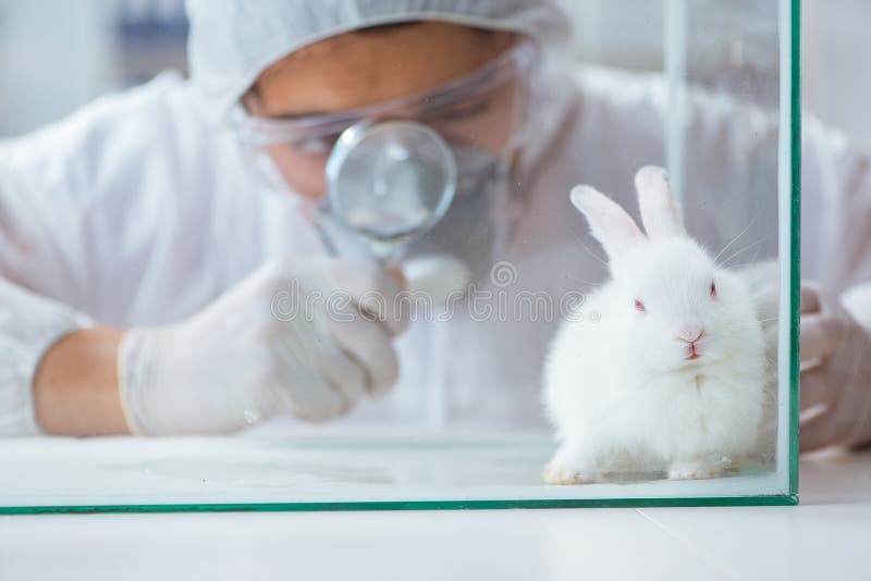 The Scientist Doing Animal Experiment in Lab with Rabbit Stock Image ...