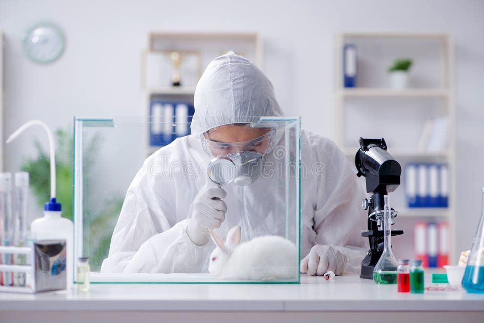 The Scientist Doing Animal Experiment in Lab with Rabbit Stock Photo ...