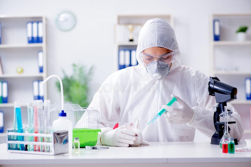 The Scientist Doing Animal Experiment in Lab with Rabbit Stock Photo ...