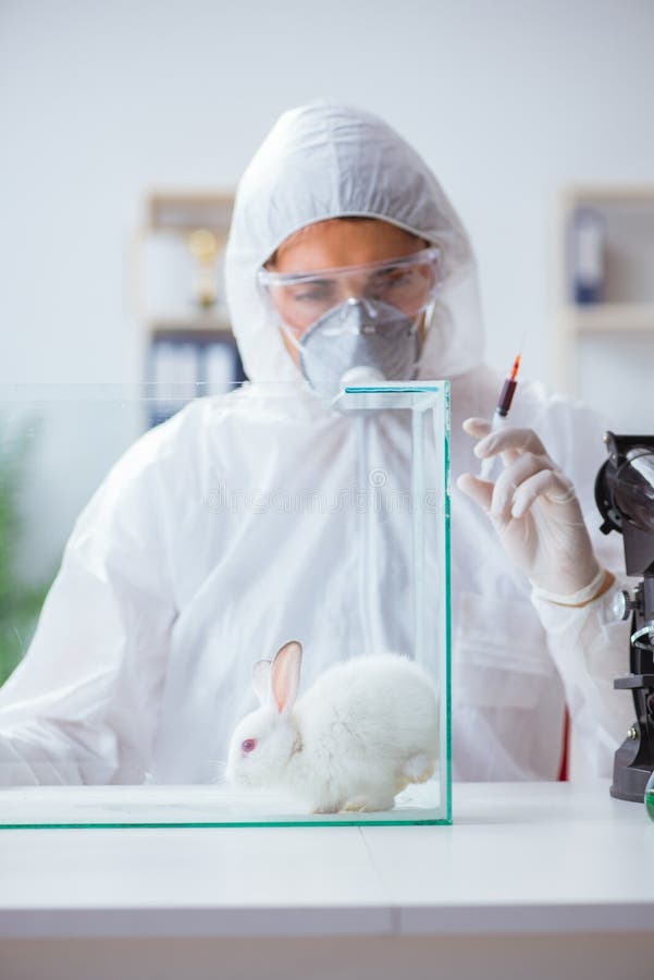The Scientist Doing Animal Experiment in Lab with Rabbit Stock Photo ...