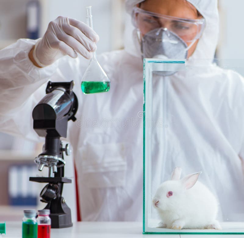 Scientist Doing Animal Experiment in Lab with Rabbit Stock Image ...