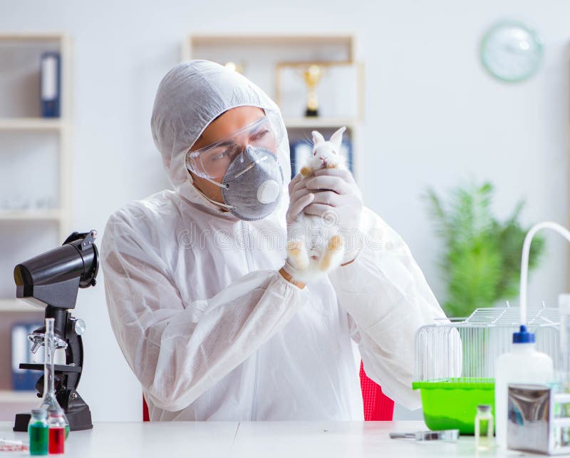 Scientist Doing Animal Experiment in Lab with Rabbit Stock Image ...