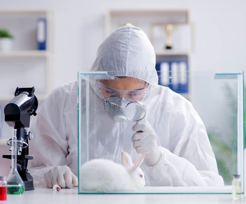 Scientist Doing Animal Experiment in Lab with Rabbit Stock Image ...