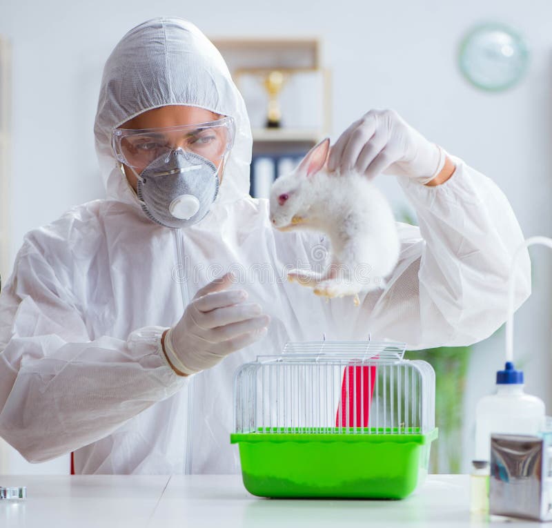 Scientist Doing Animal Experiment in Lab with Rabbit Stock Photo ...