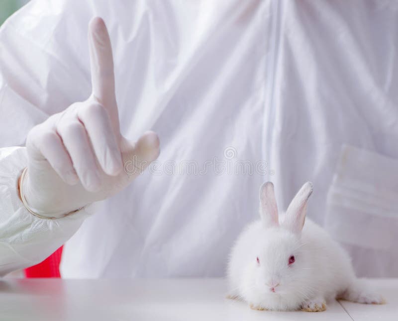 Scientist Doing Animal Experiment in Lab with Rabbit Stock Photo ...