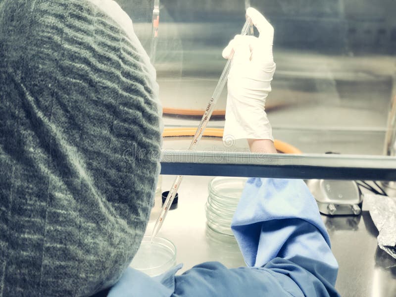 Scientist Doing the Microbiology Testing in Laminar Air Flow Cabinet at ...