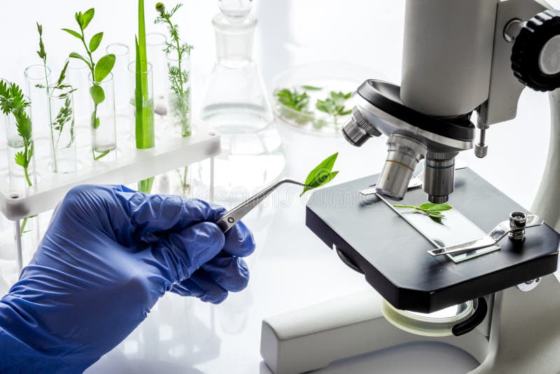 Scientist Doing Research with Plants and Microscope in Laboratory Stock ...