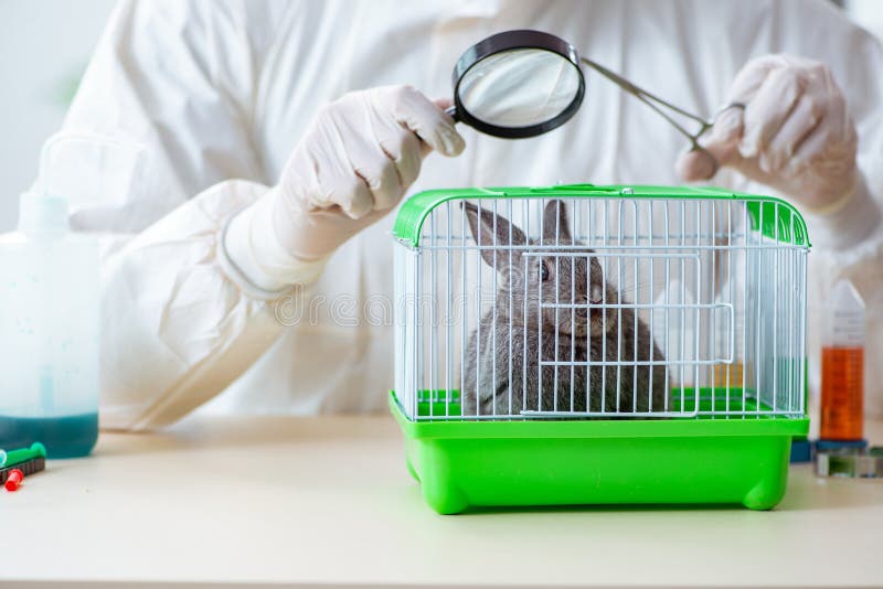The Scientist Doing Testing on Animals Rabbit Stock Image - Image of ...