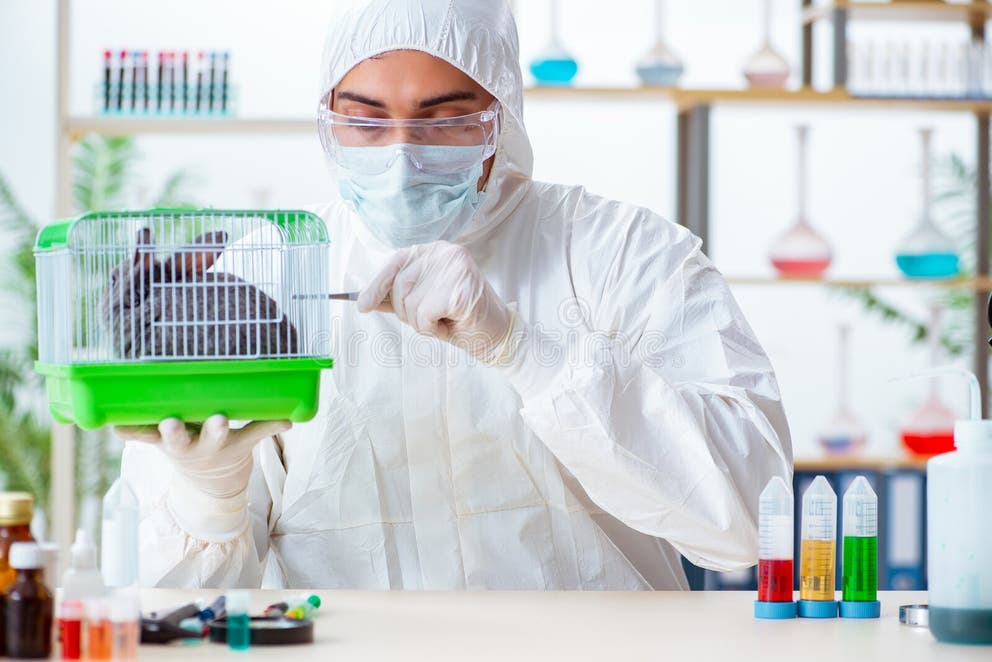 The Scientist Doing Testing on Animals Rabbit Stock Image - Image of ...