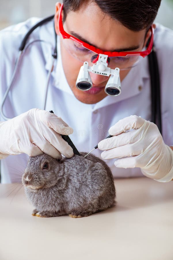 The Scientist Doing Testing on Animals Rabbit Stock Image - Image of ...