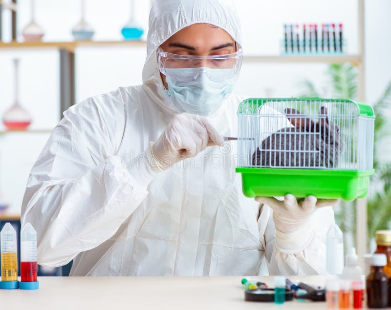 Scientist Doing Testing on Animals Rabbit Stock Photo - Image of ...