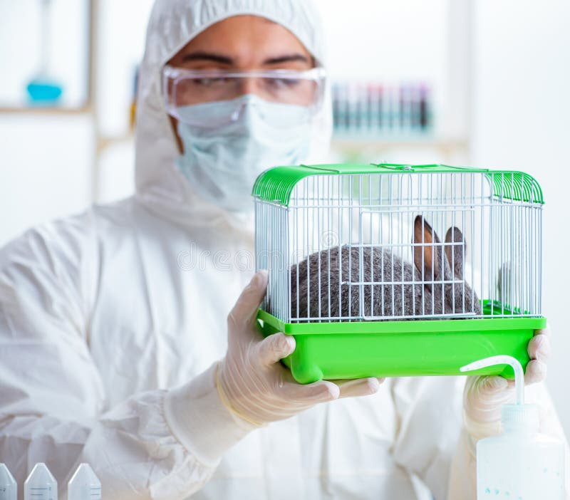 Scientist Doing Testing on Animals Rabbit Stock Photo - Image of ...