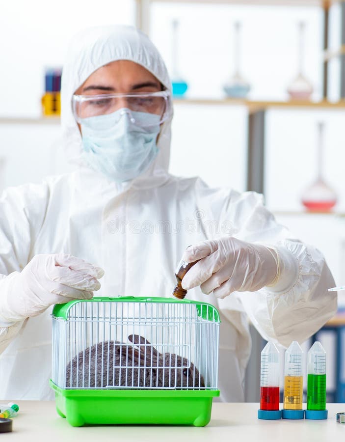 Scientist Doing Testing on Animals Rabbit Stock Photo - Image of ...
