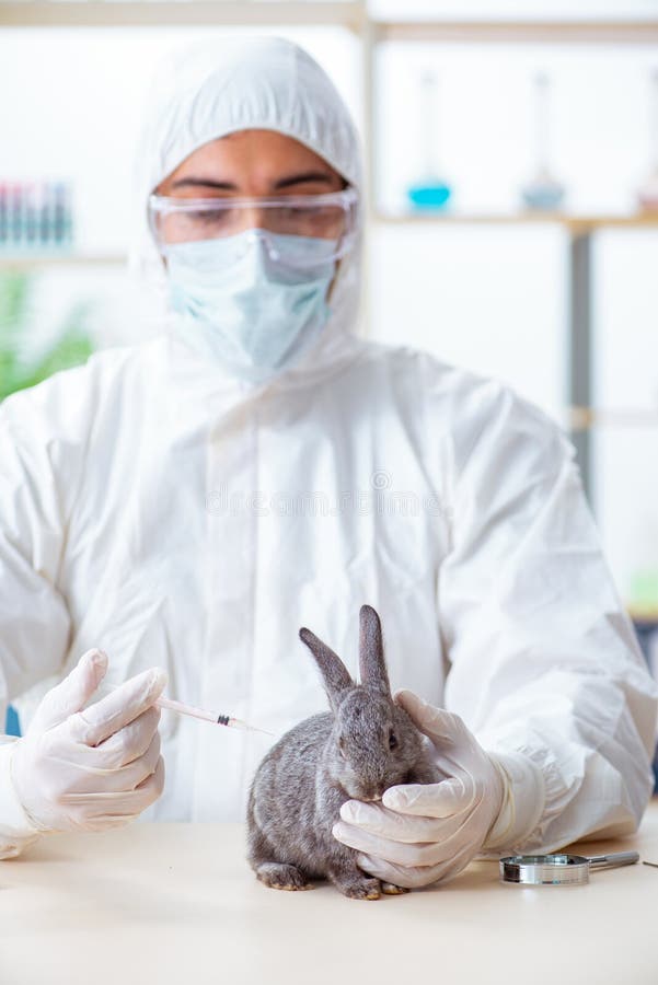 The Scientist Doing Testing on Animals Rabbit Stock Image - Image of ...