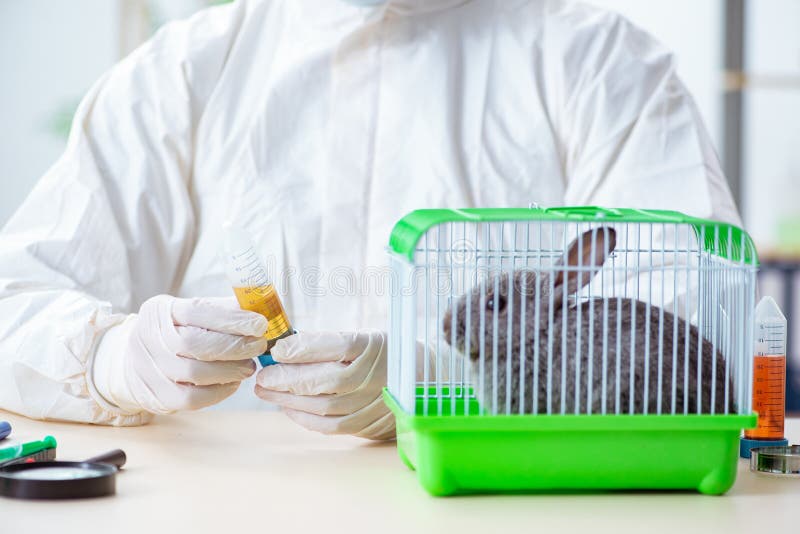 The Scientist Doing Testing on Animals Rabbit Stock Photo - Image of ...