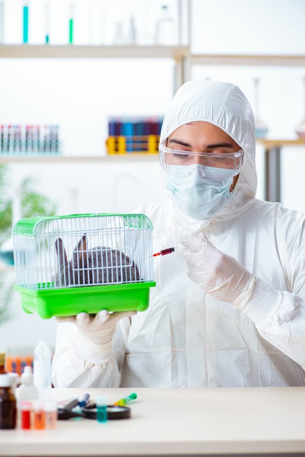The Scientist Doing Testing on Animals Rabbit Stock Image - Image of ...