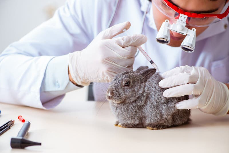 The Scientist Doing Testing on Animals Rabbit Stock Image - Image of ...