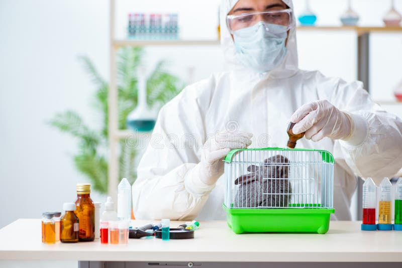 The Scientist Doing Testing on Animals Rabbit Stock Photo - Image of ...