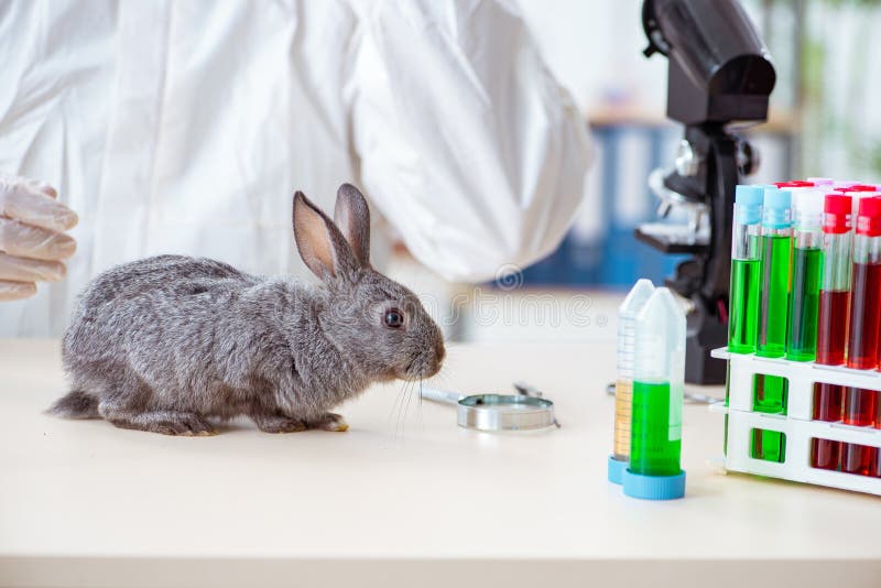The Scientist Doing Testing on Animals Rabbit Stock Photo - Image of ...