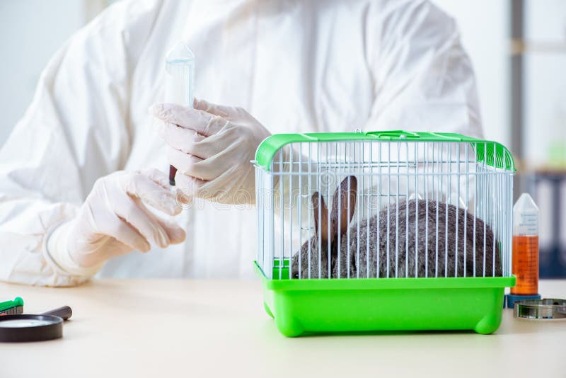 The Scientist Doing Testing on Animals Rabbit Stock Image - Image of ...