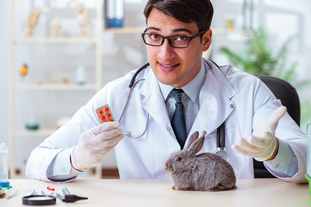 The Scientist Doing Testing on Animals Rabbit Stock Photo - Image of ...