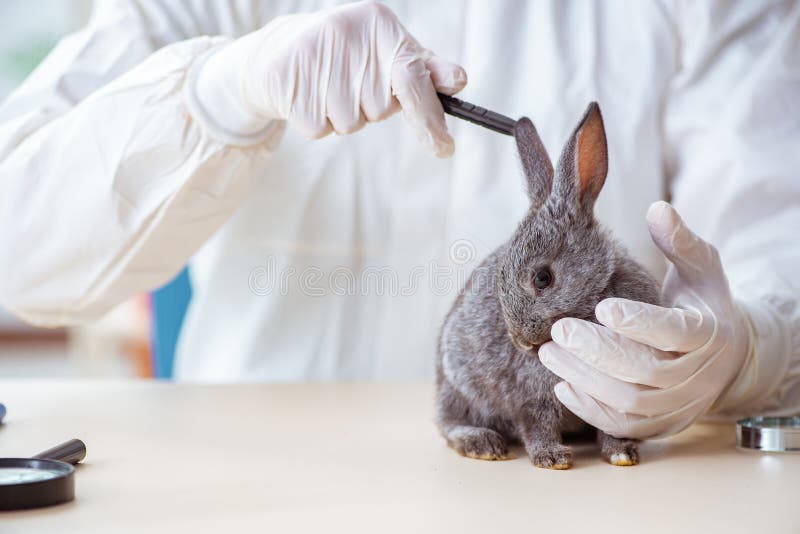 The Scientist Doing Testing on Animals Rabbit Stock Image - Image of ...